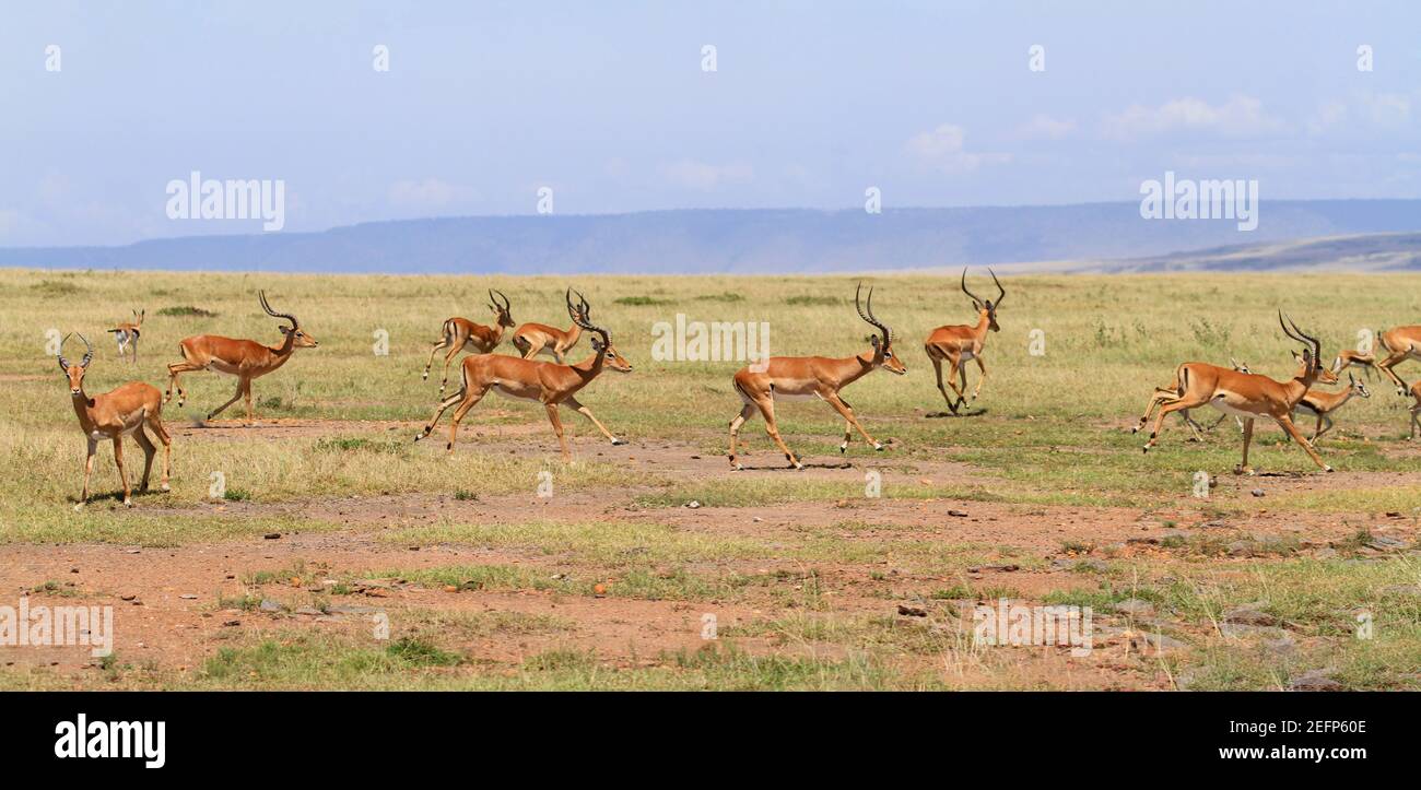 Impala herd (Aepyceros melampus) run fast with hooves in air. Odd one ...