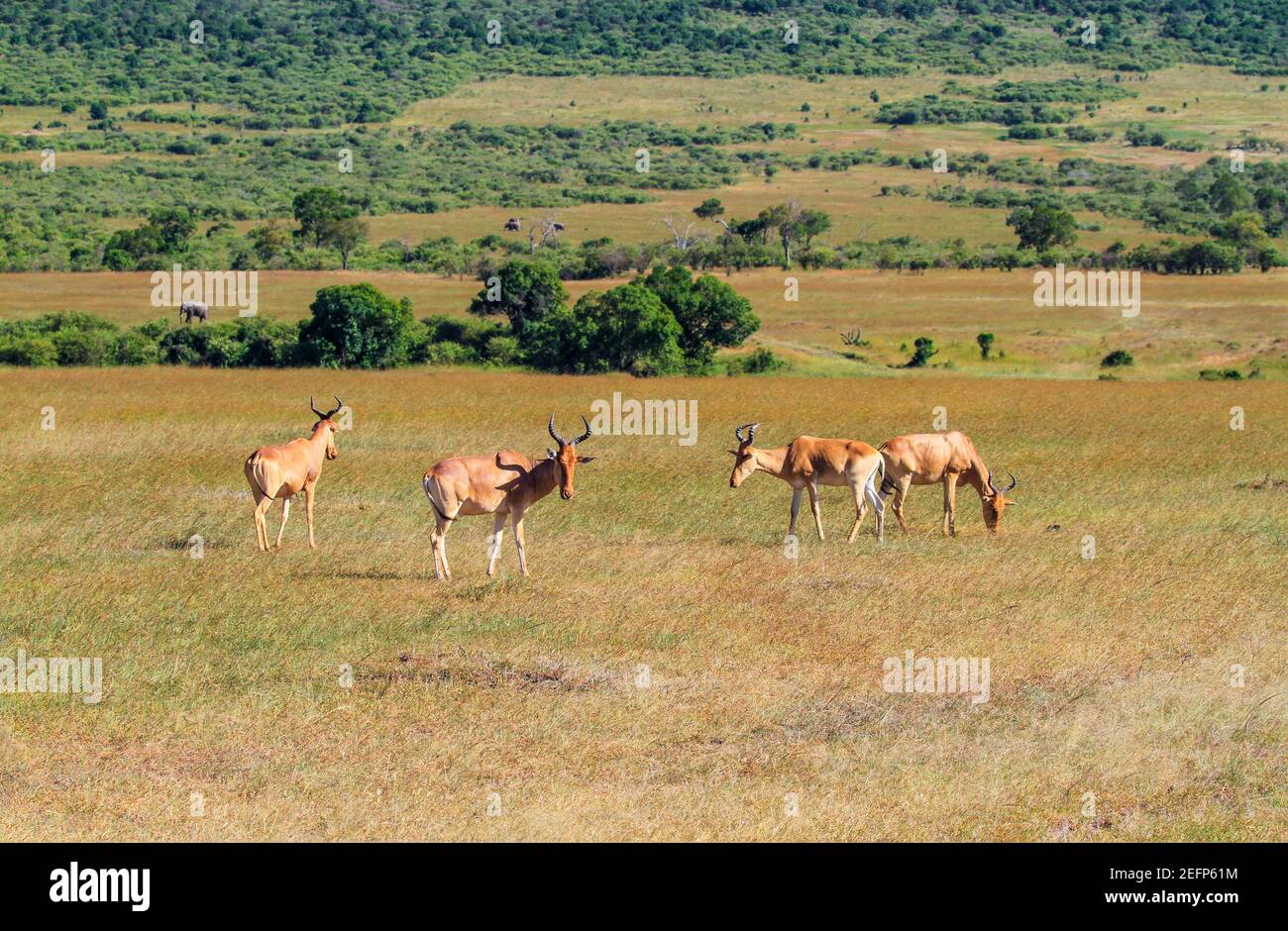 Kongoni hi-res stock photography and images - Alamy