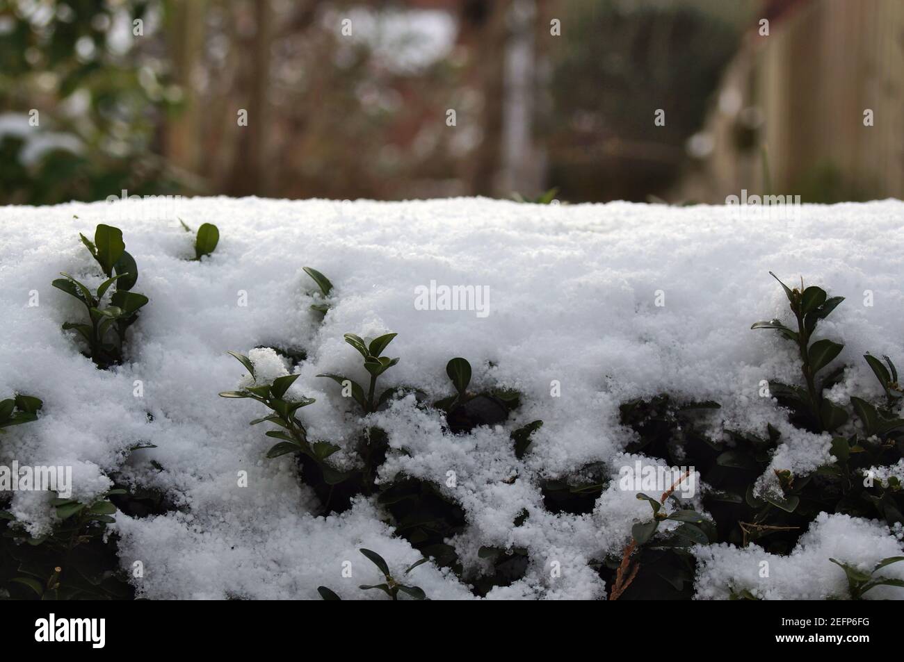 Garden hedge hi-res stock photography and images - Alamy