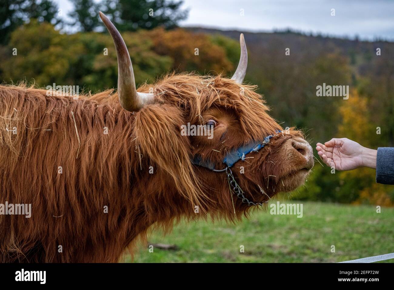 Long-haired longhorn highland cattle on meadow in hessen, germany Stock ...