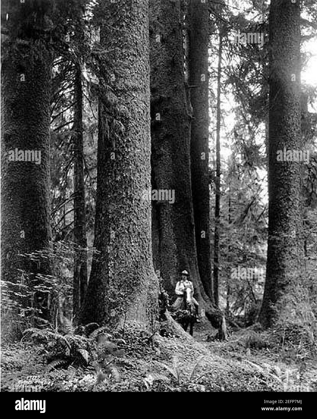 Old growth forest, Olympic Peninsula, Washington, ca 1925 (WASTATE 193 ...
