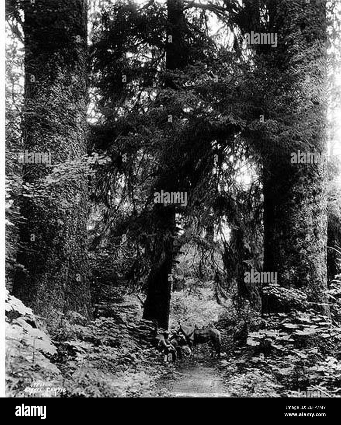 Old growth forest, Olympic Peninsula, Washington, ca 1925 (WASTATE 897 ...
