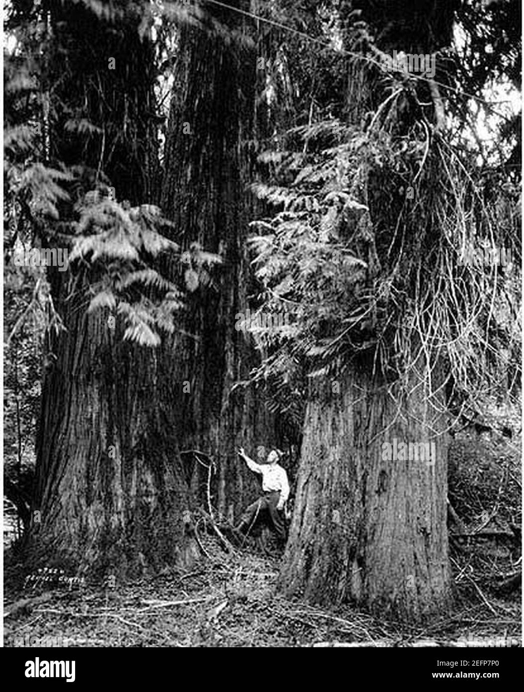 Old growth forest, Olympic Peninsula, Washington, ca 1925 (WASTATE 800 ...