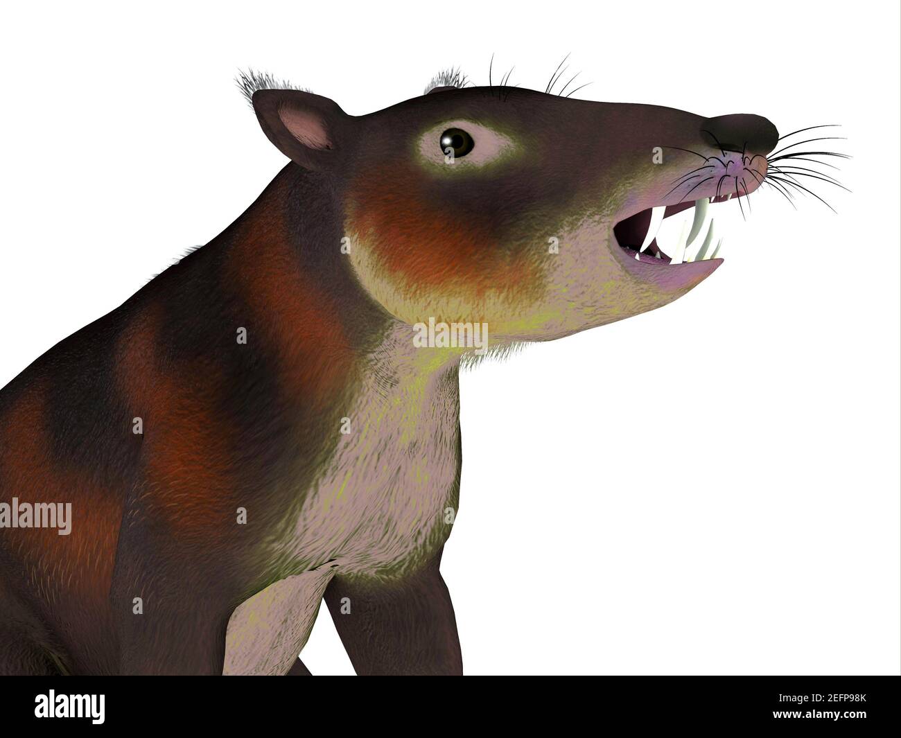 Shrew teeth hi-res stock photography and images - Alamy