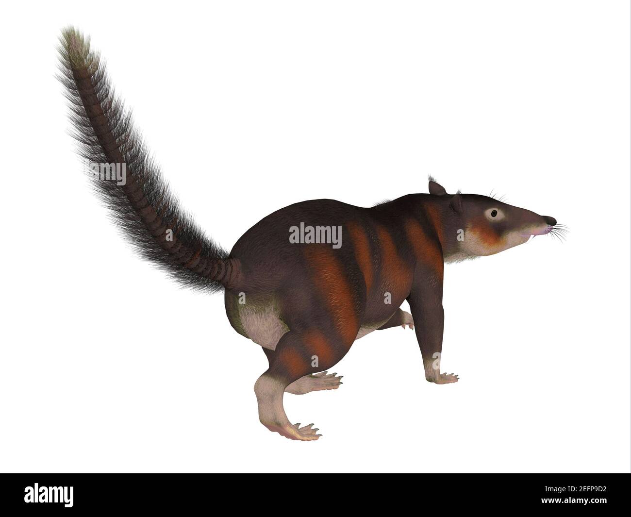 Insectivore teeth hi-res stock photography and images - Alamy