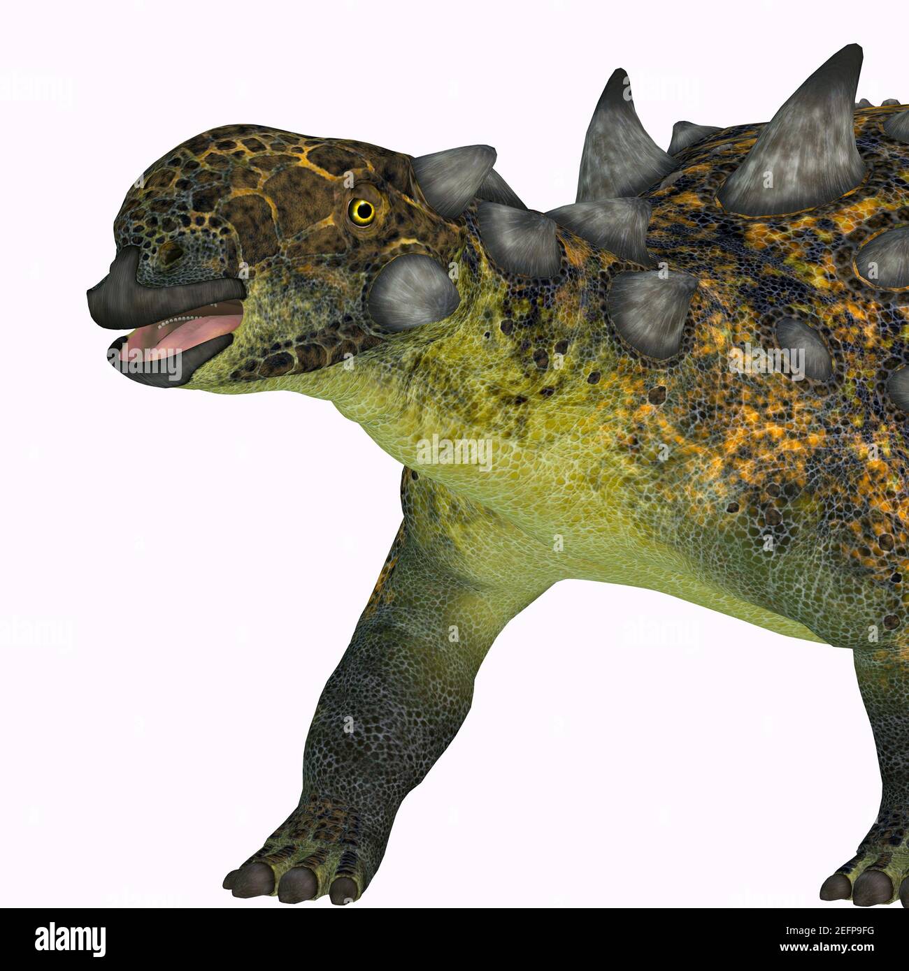The ankylosaurid Euoplocephalus was a herbivorous dinosaur that lived ...
