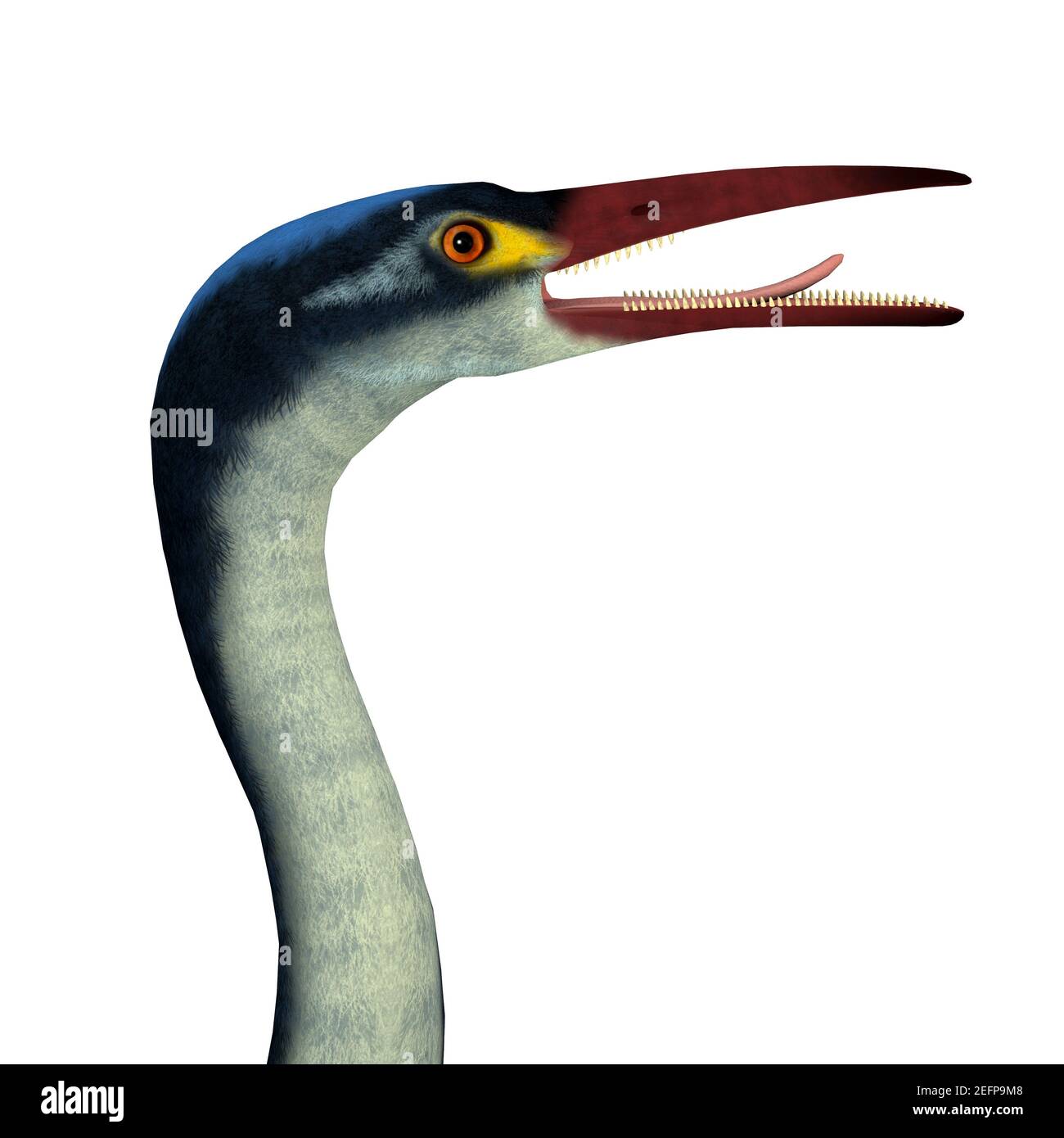 Hesperornis is an extinct cormorant-like bird that lived in North ...