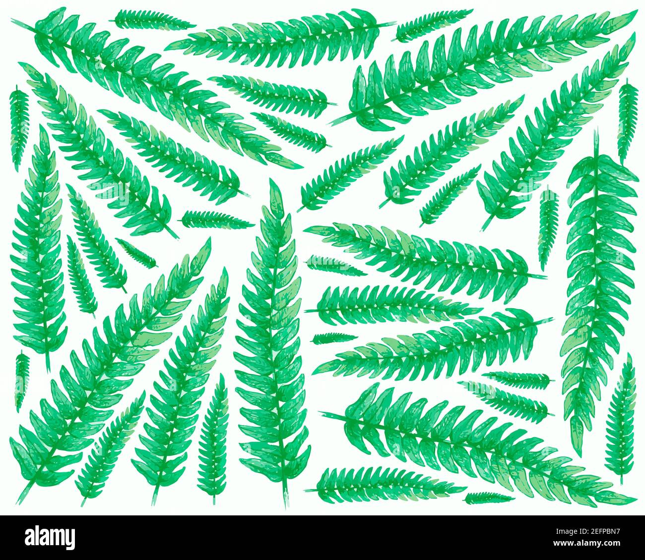 Ecological Concept, Illustration Background of Beautiful Pteridophyta ...