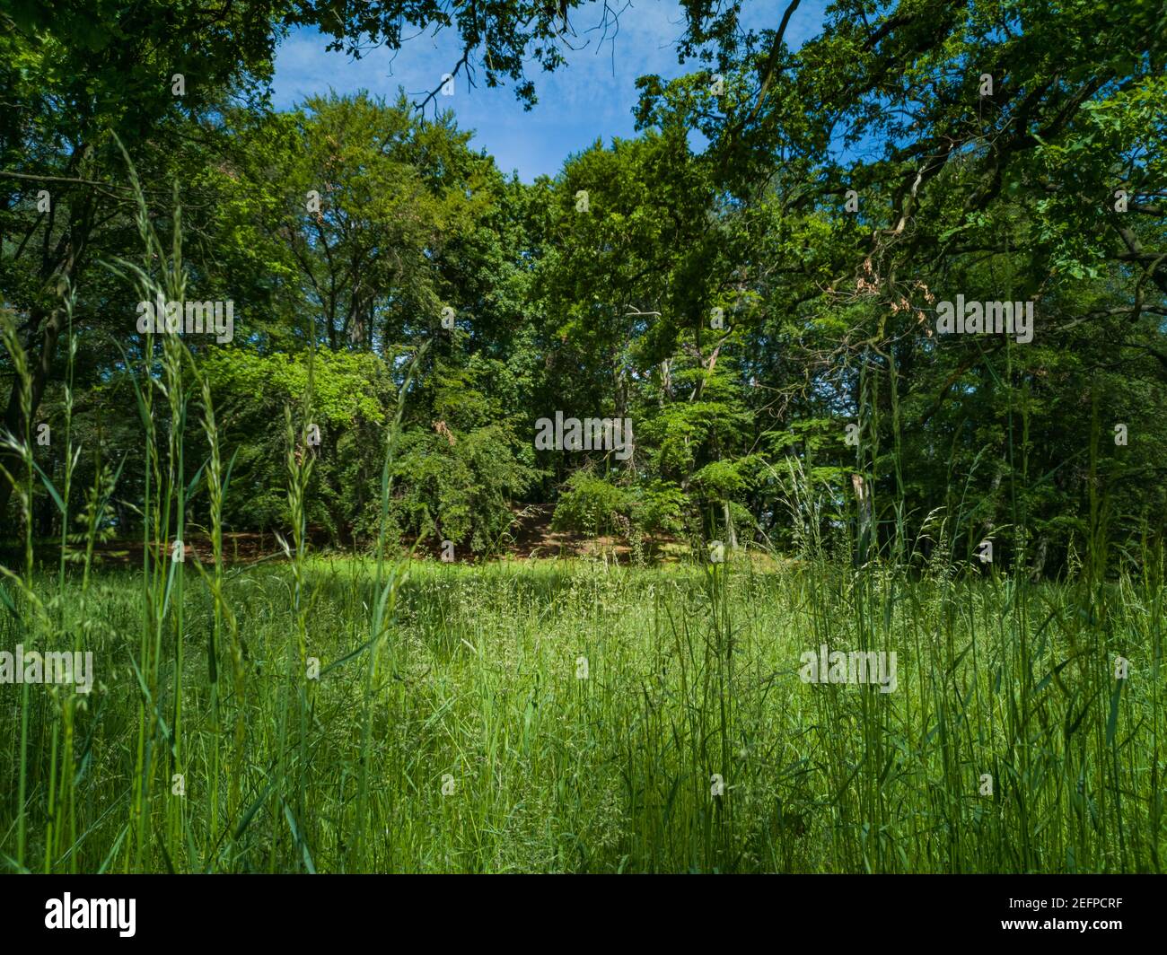 Long stems of grass in front of green clearing Stock Photo - Alamy
