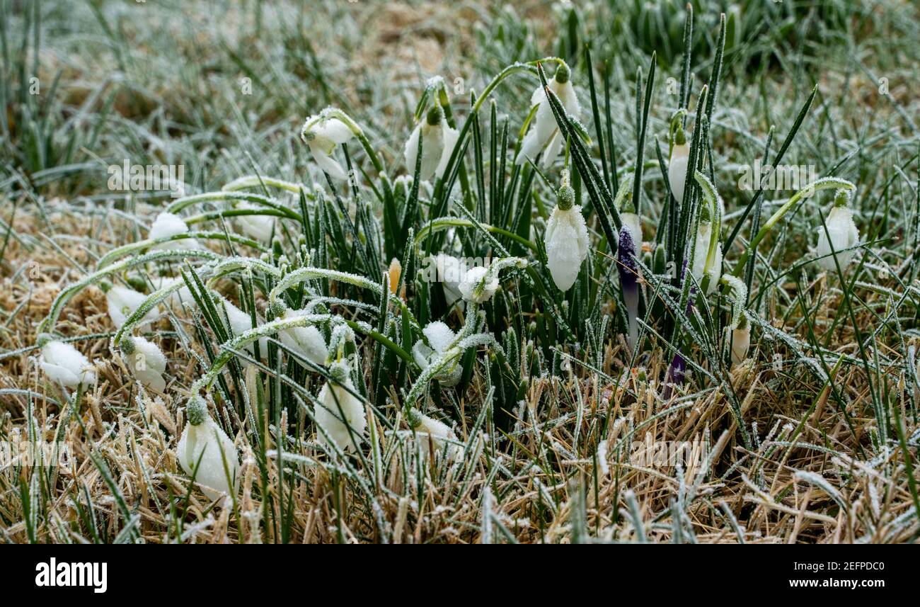 Drops of snow hi-res stock photography and images - Alamy