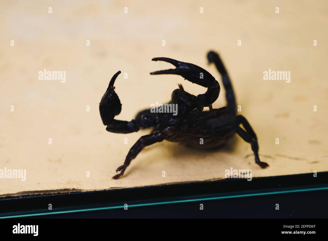 Zodiac insects hi-res stock photography and images - Alamy