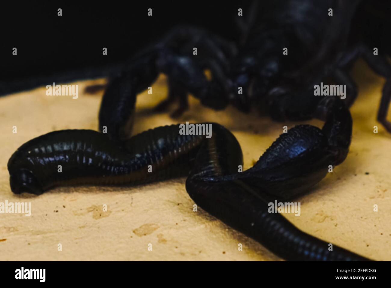 Giant Amazon Leech