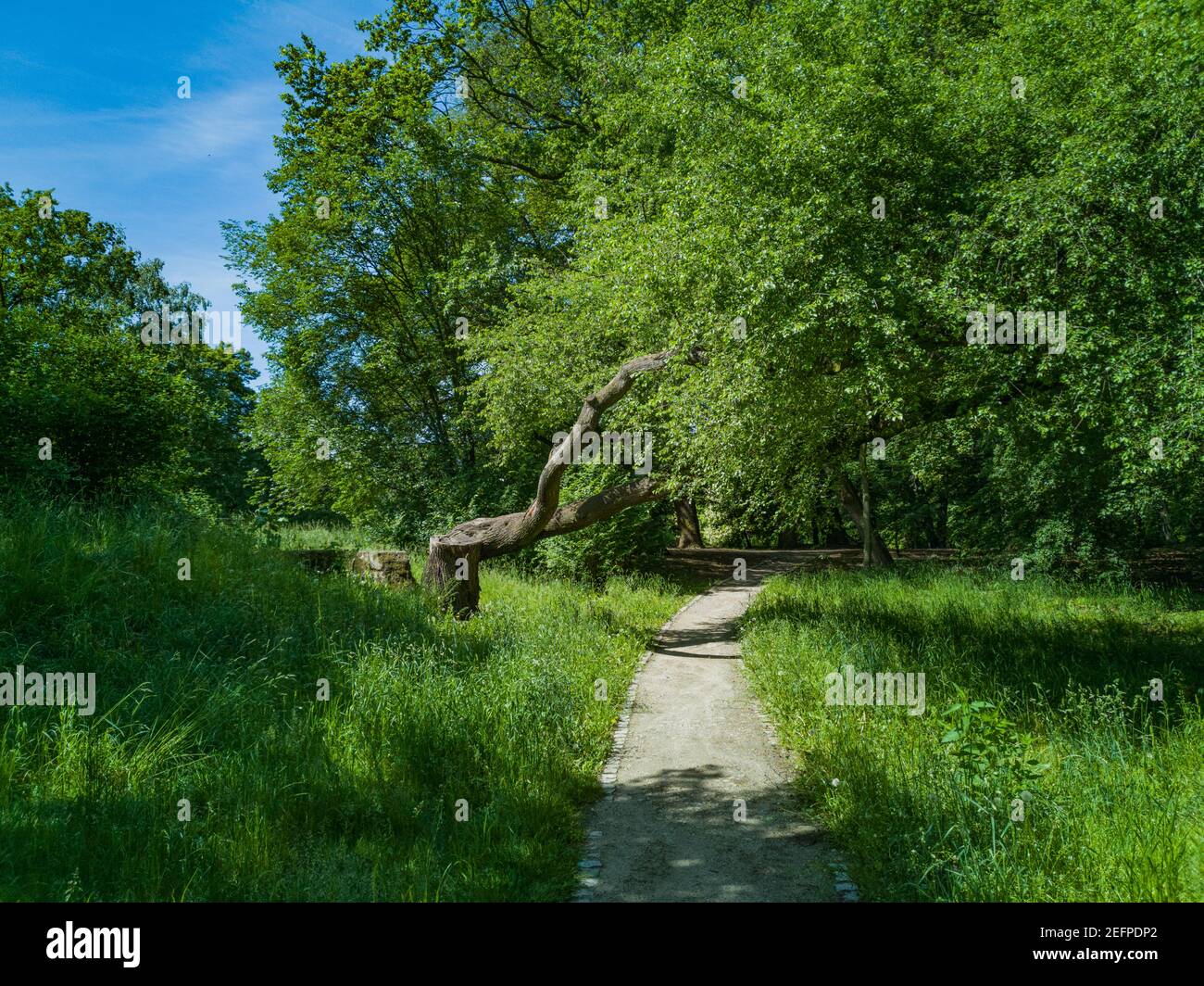 Long path in park between trees and green bushes and curvy tree on side ...