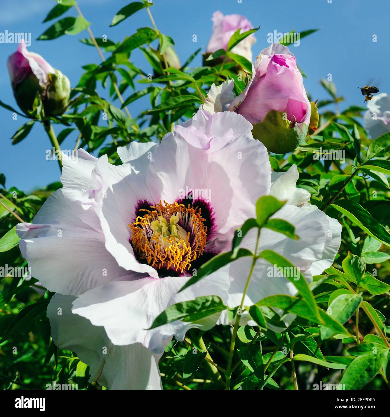 A beautiful flower of a tree-like peony in a summer garden Stock Photo ...