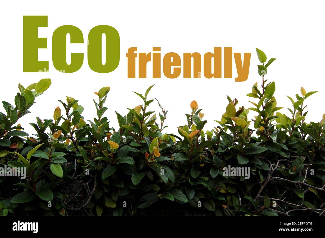 Eco Friendly sign with leaves isolated on a white background Stock ...