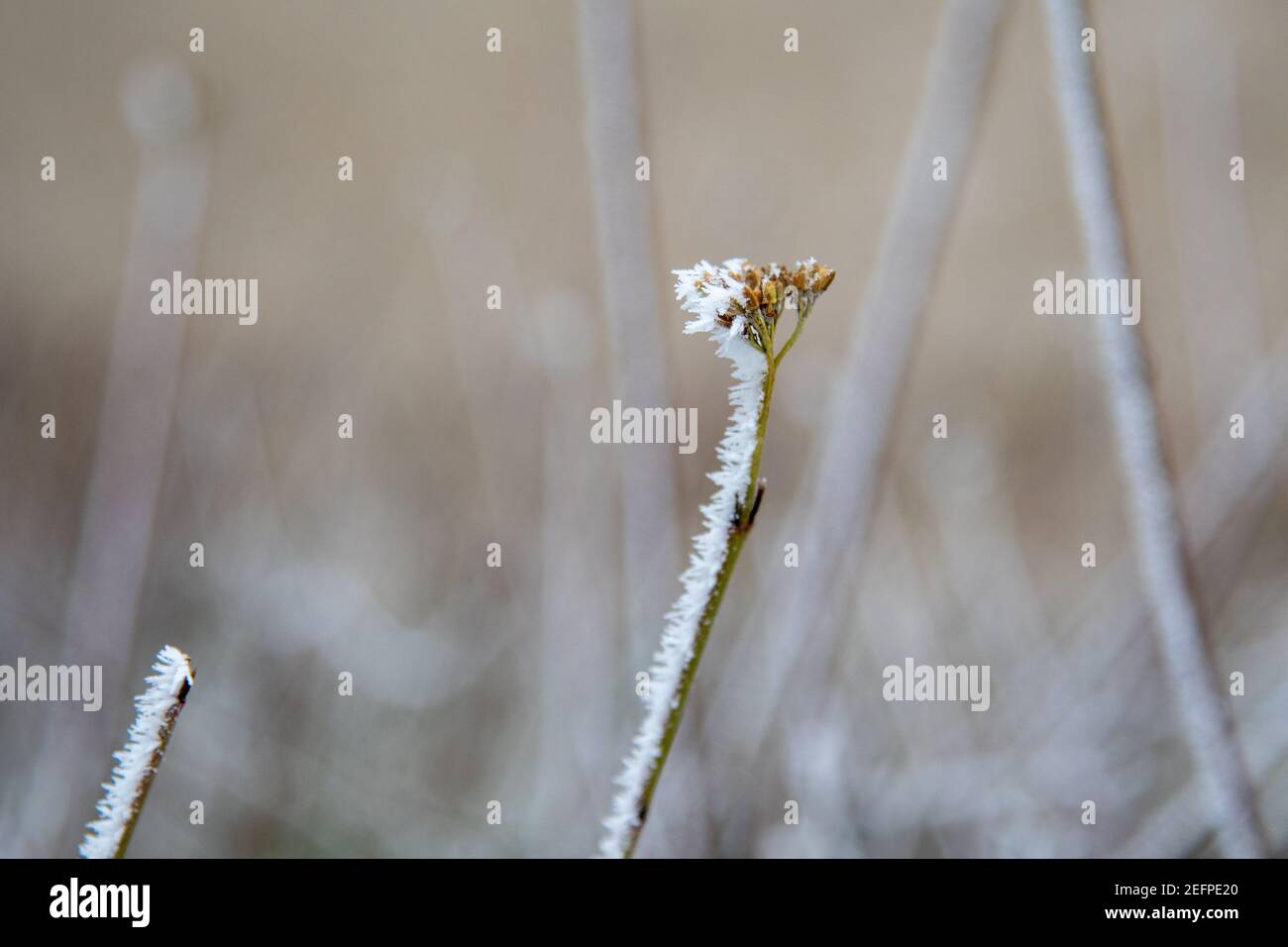 flowers and branches covered with frost hoar frost rime Stock Photo - Alamy