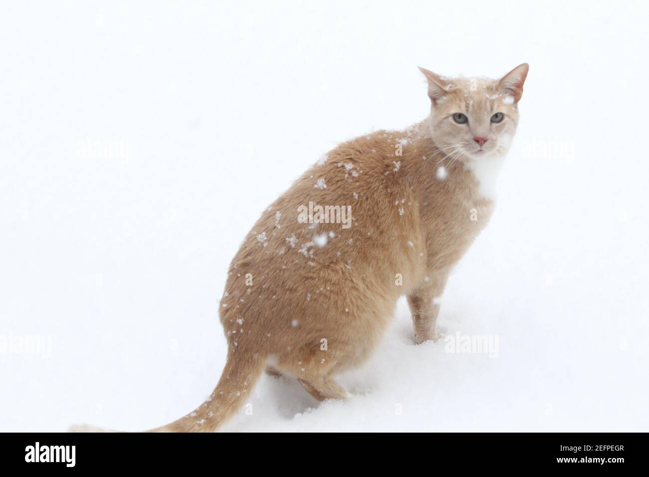 Cream Tabby Cat Standing in Snow Stock Photo - Alamy