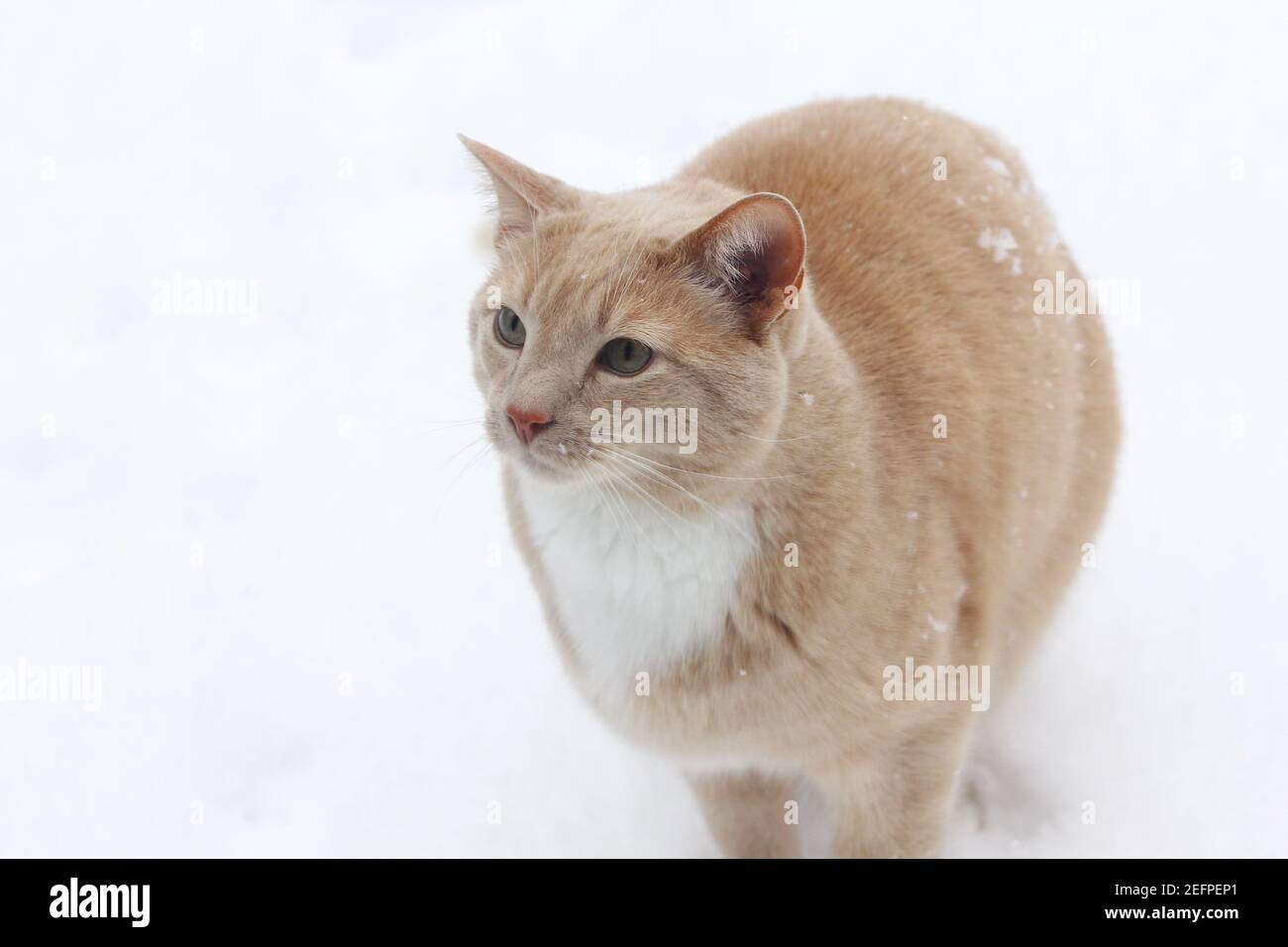 Cream Tabby Cat Standing in Snow Stock Photo - Alamy