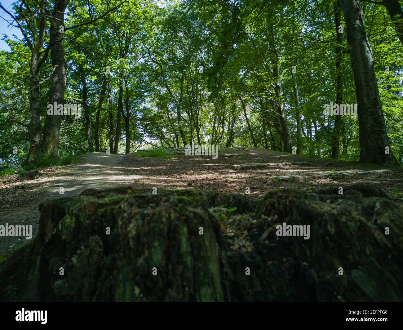 Remains of tree hi-res stock photography and images - Alamy