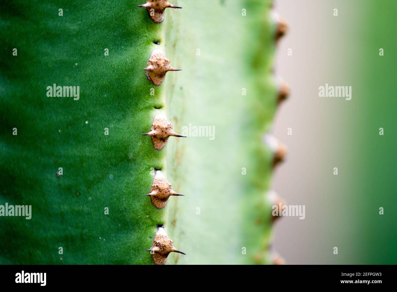 Close up shot cactus spikes hi-res stock photography and images - Alamy