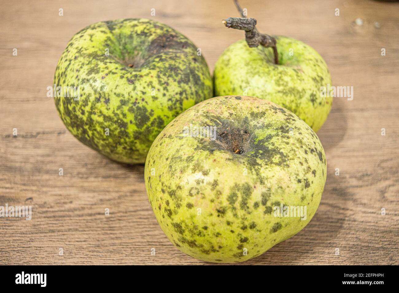 Apples scab hi-res stock photography and images - Alamy