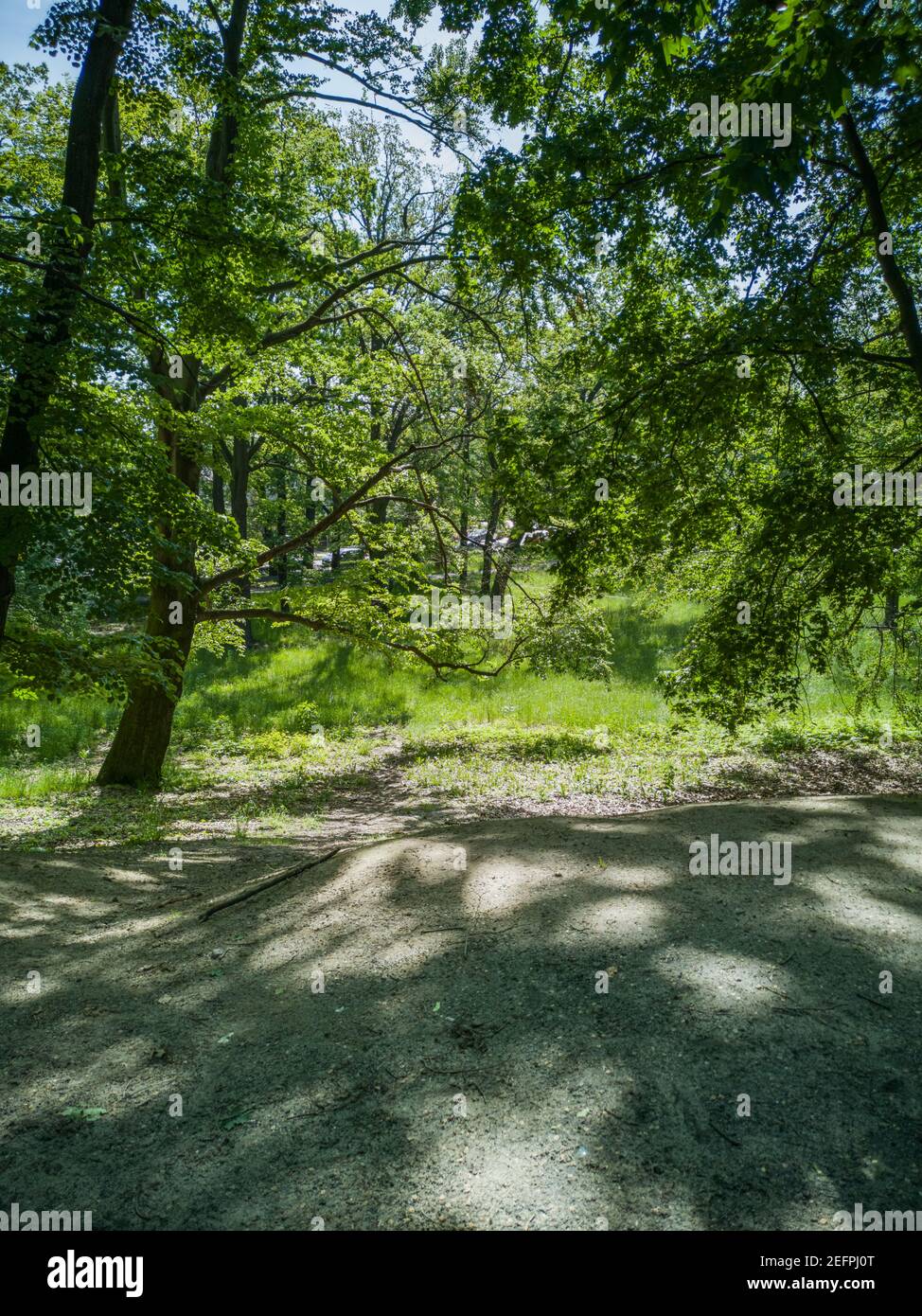 Beautiful landscape forest trees bushes hi-res stock photography and ...