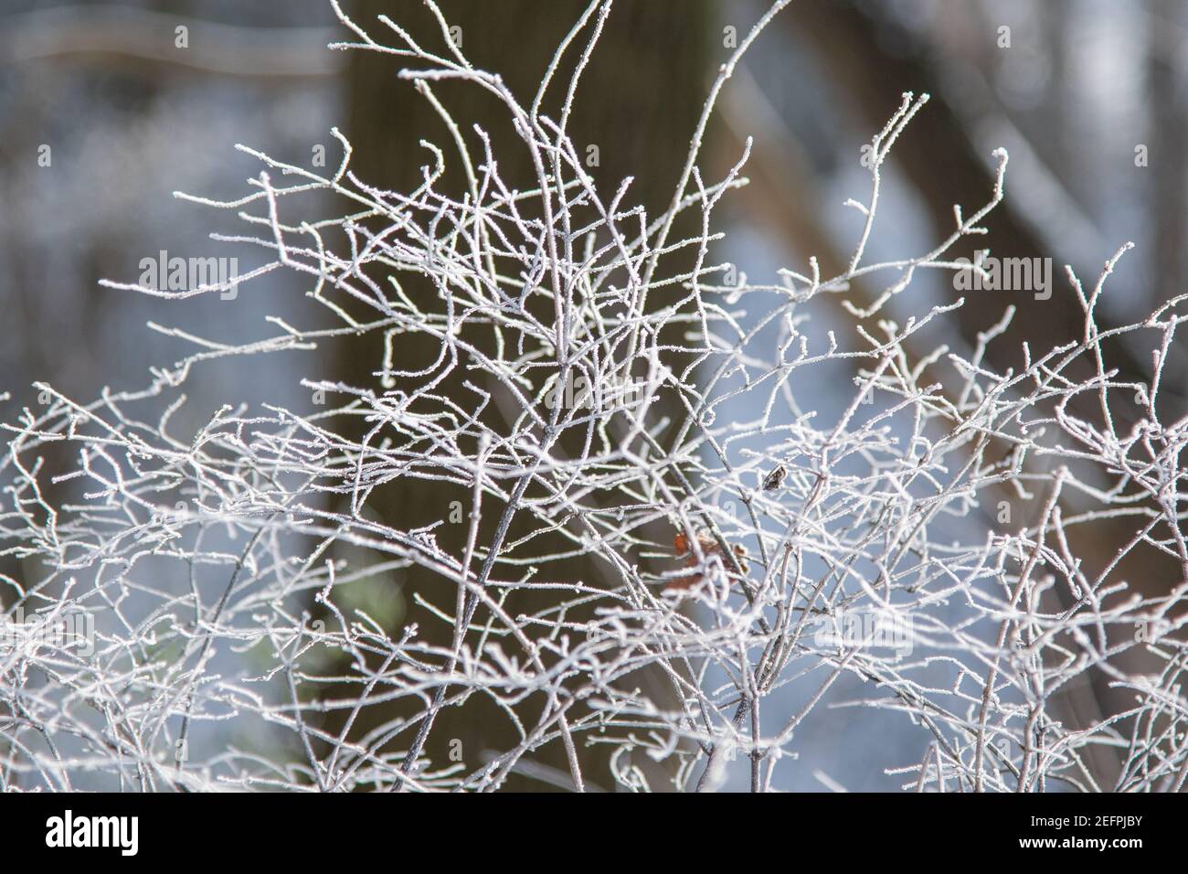 Branches covered with frost hi-res stock photography and images - Alamy