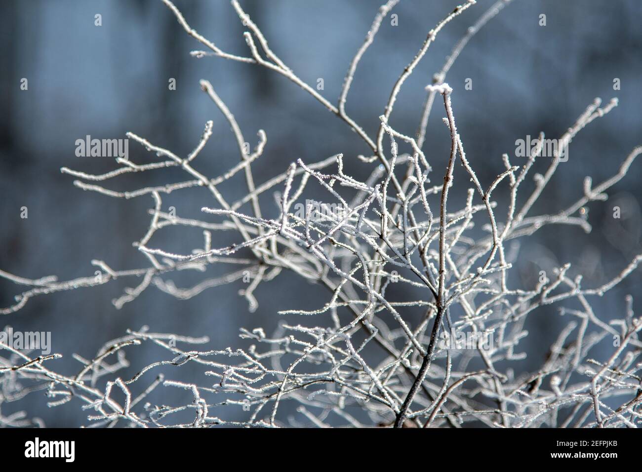 bush and branches covered with frost hoar frost rime Stock Photo - Alamy