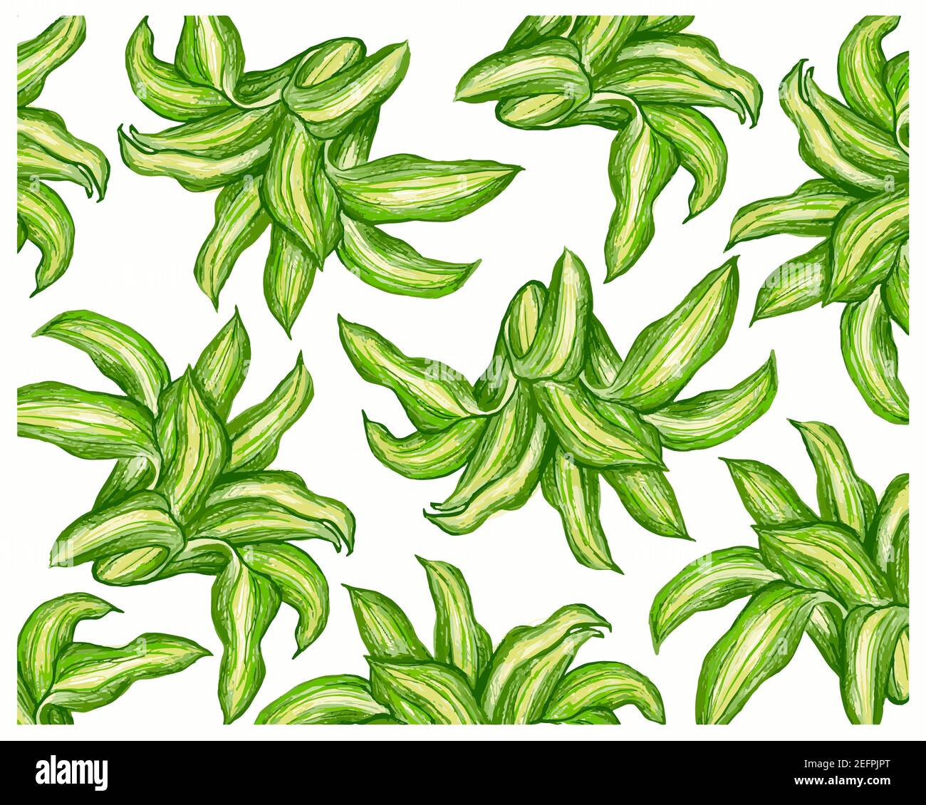 Illustration Background of Beautiful Fresh Green Dracaena Fragrans or ...