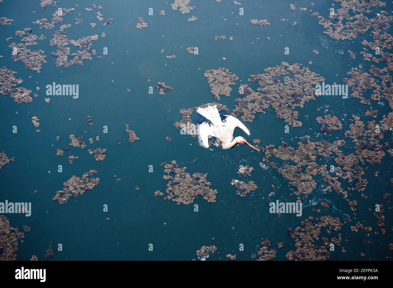 Dead stork body in the dirty waters of Ill river in Strasbourg, France ...