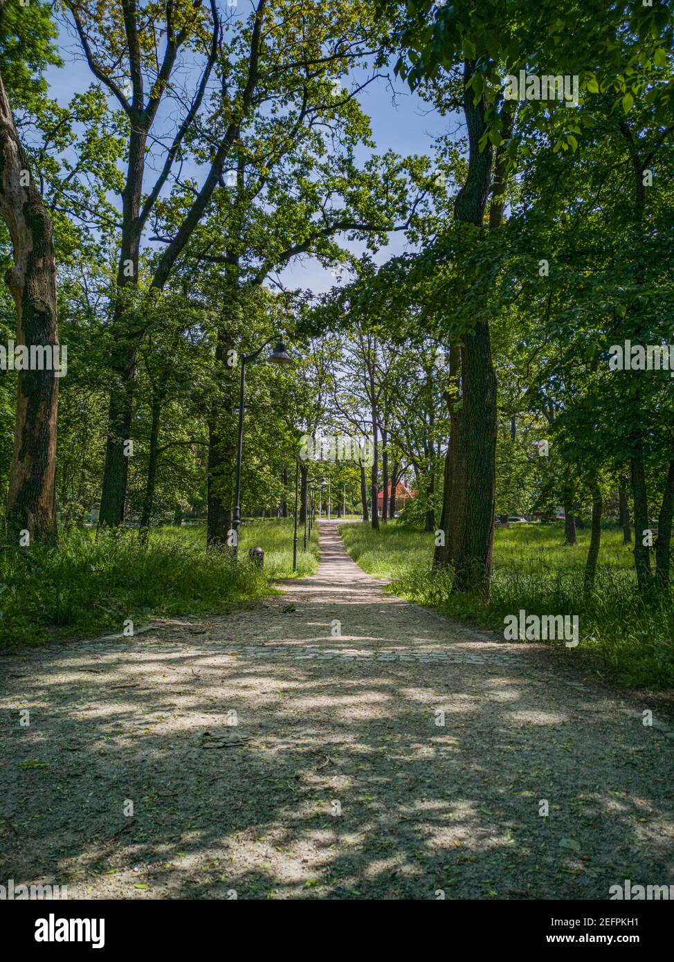 Long path in park between trees and green bushes Stock Photo - Alamy