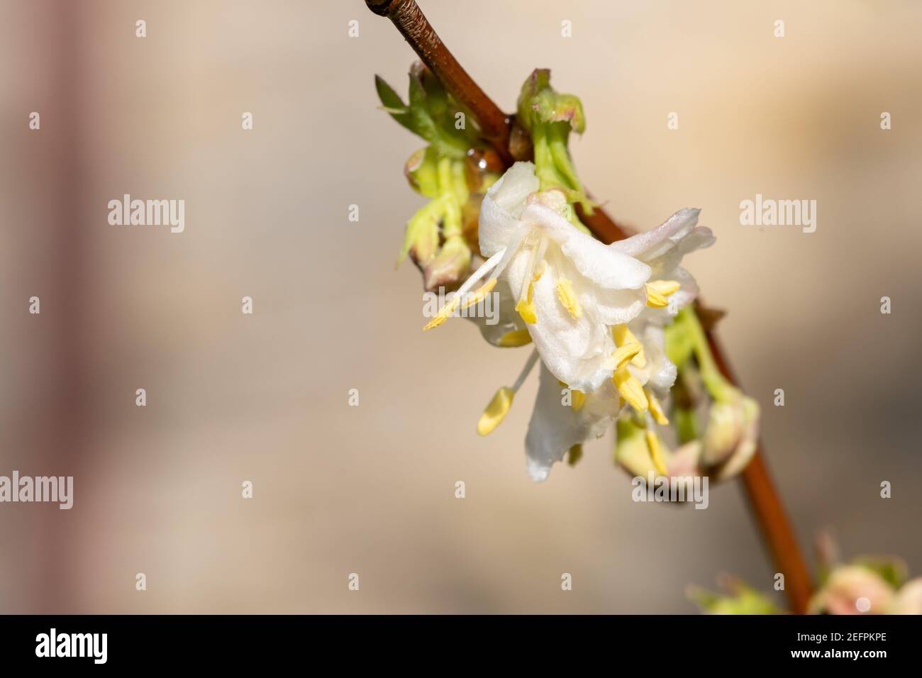 Lonicera purpusii flowering hi-res stock photography and images - Alamy
