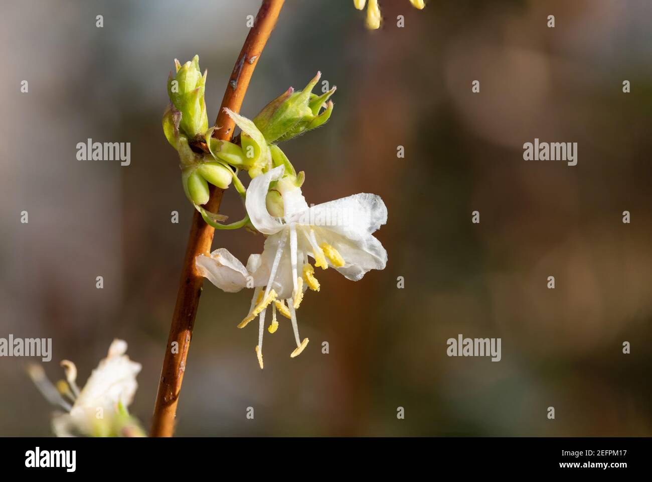 Lonicera purpusii flowering hi-res stock photography and images - Alamy