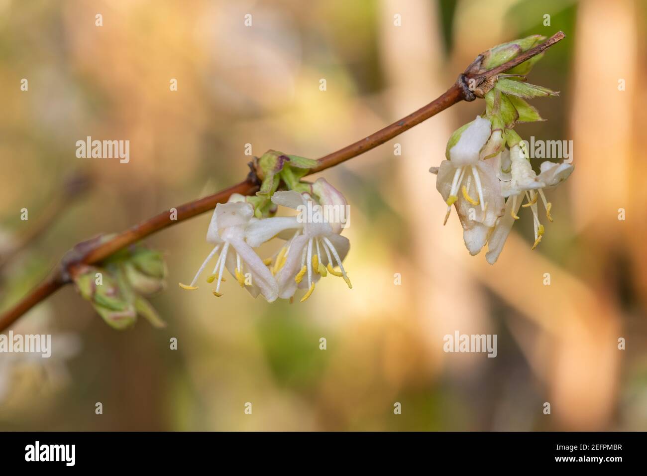 Lonicera x purpusii ‘winter beauty’ hi-res stock photography and images ...