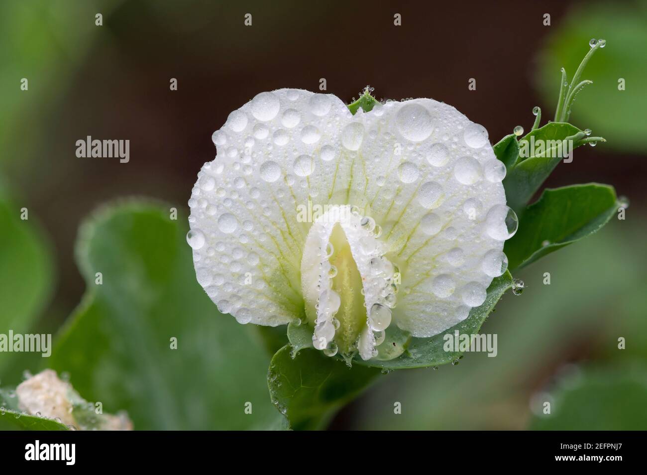Macro shot of a pea (pisum sativum) flower covered in water droplets ...