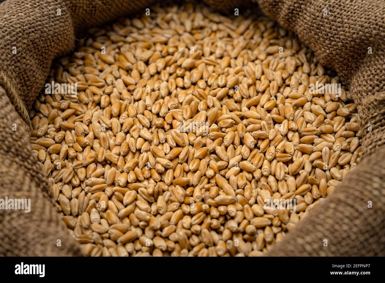 Wheat grains in sack. Close-up of cereal seeds Stock Photo - Alamy
