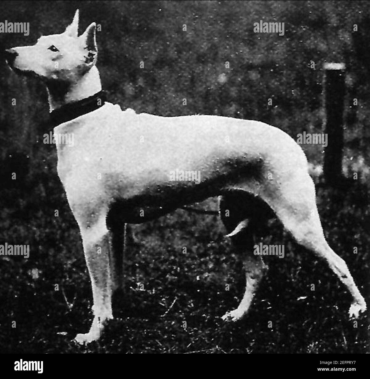White English Terrier Bulldog