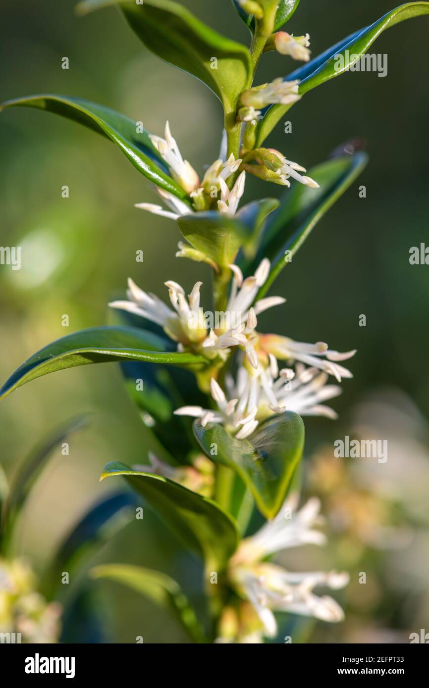 Close up of flowers on a sweet box (sarcococca confusa) shrub Stock ...