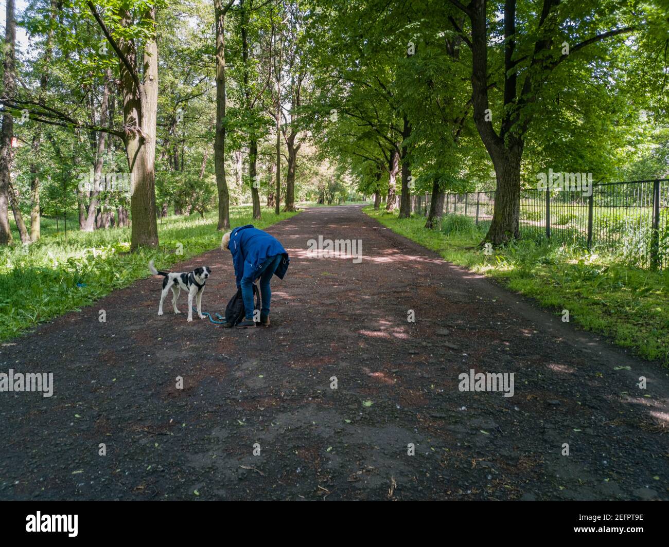 Long path in park between trees and green bushes and man walking with ...