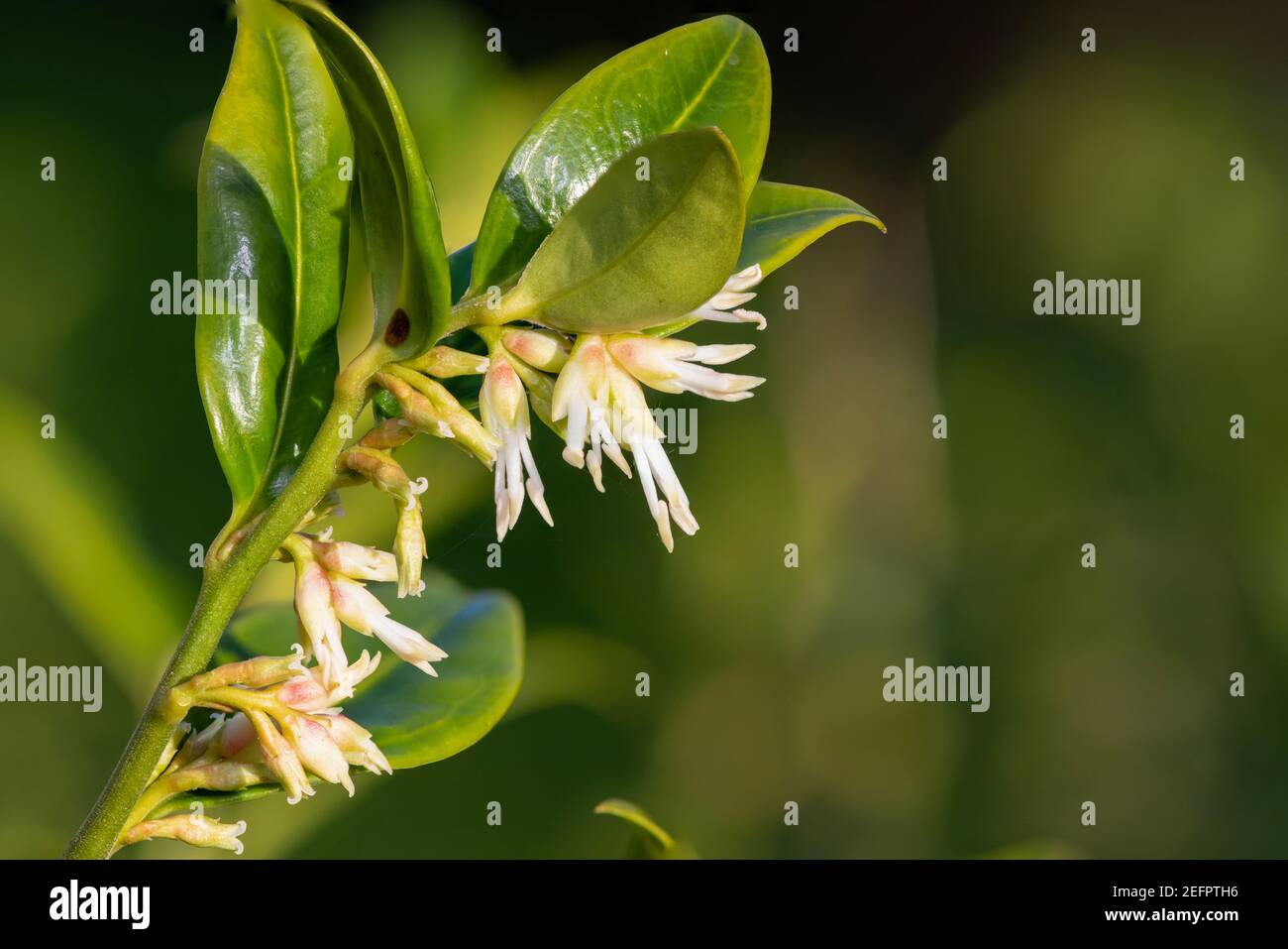 Close up of flowers on a sweet box (sarcococca confusa) shrub Stock ...