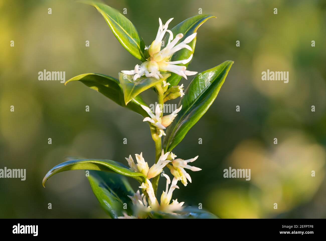 Close up of flowers on a sweet box (sarcococca confusa) shrub Stock ...