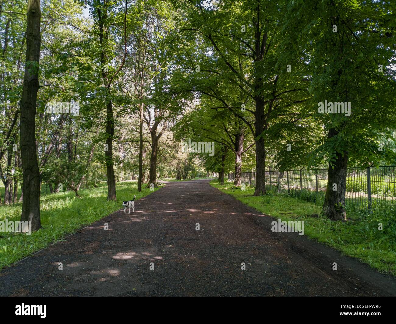 Long path in park between trees and green bushes with running dog Stock ...