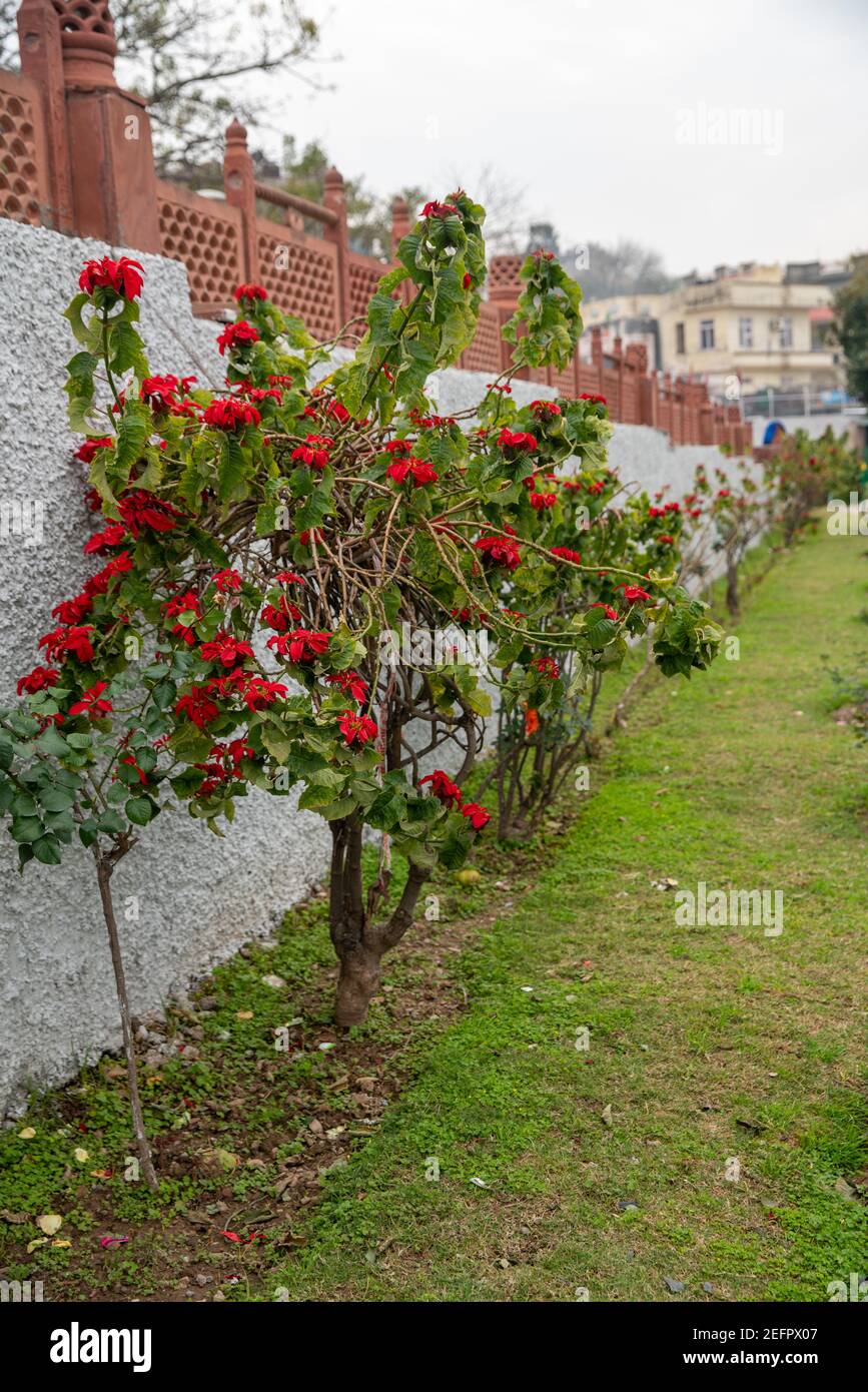 Small Red Flowering Tree