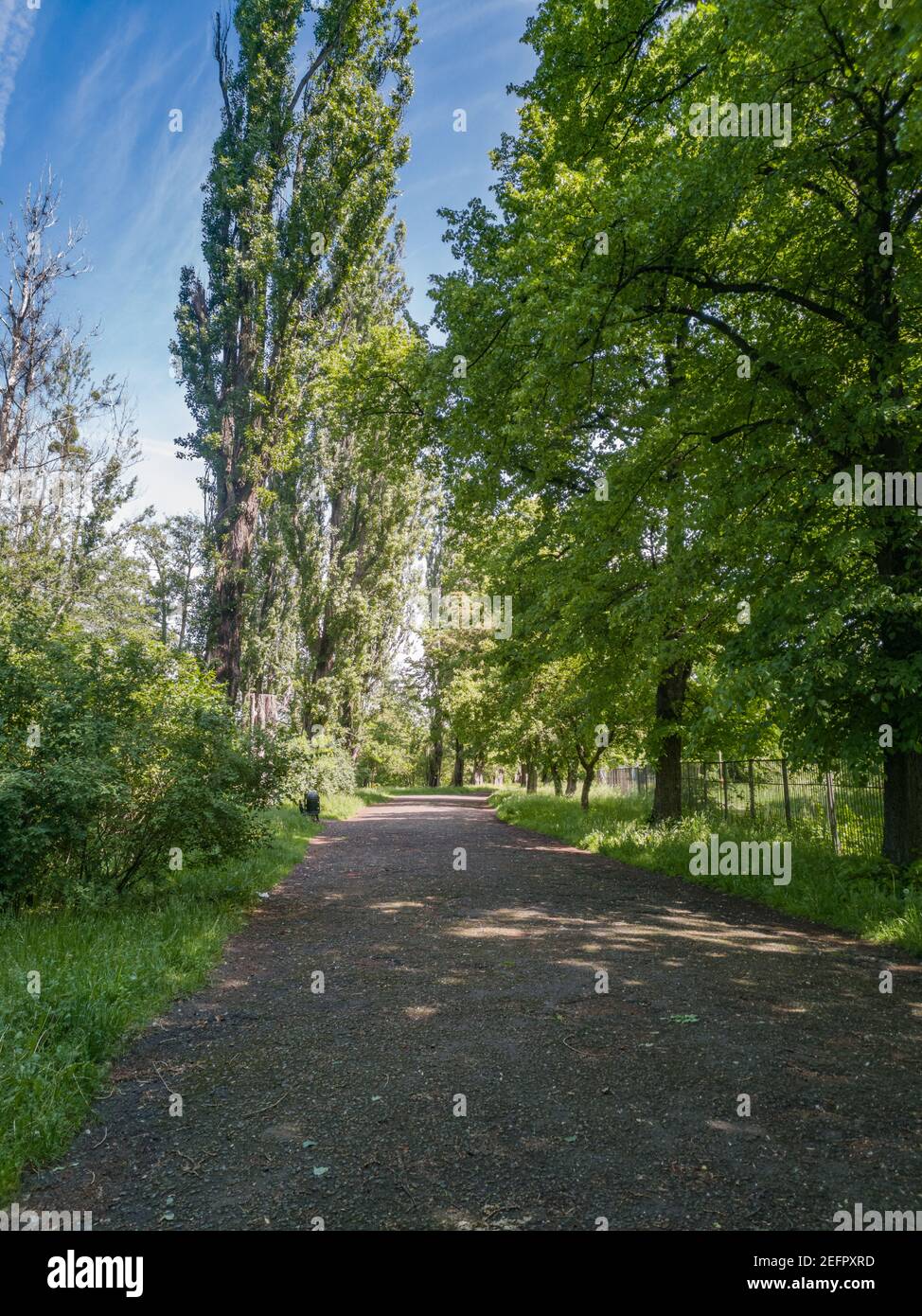 Long path in park between trees and green bushes Stock Photo - Alamy