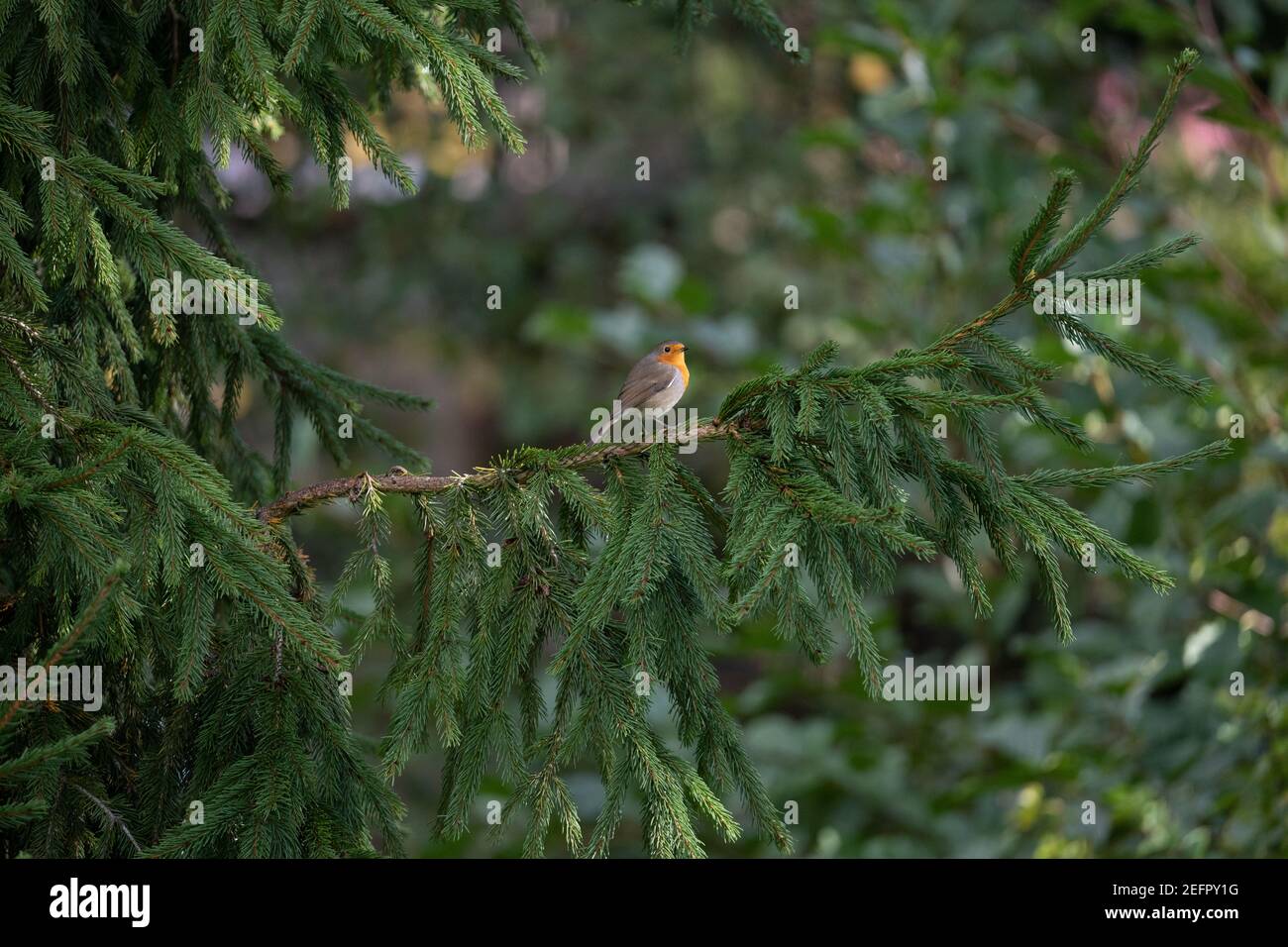 Small blue bird chirping hi-res stock photography and images - Alamy