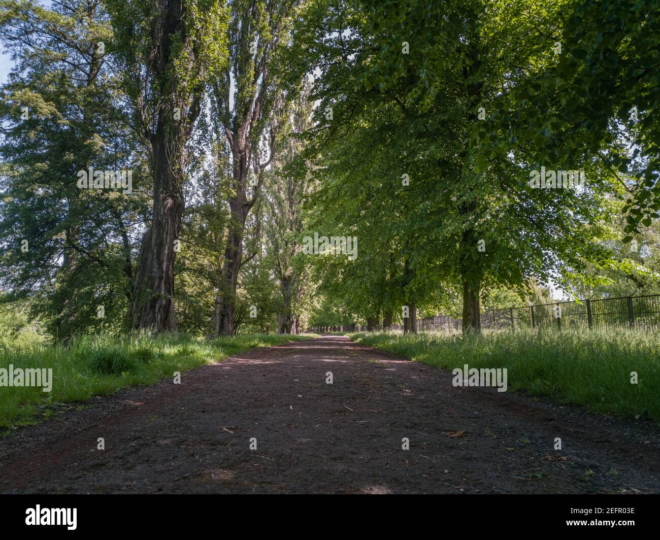 Long path in park between trees and green bushes Stock Photo - Alamy