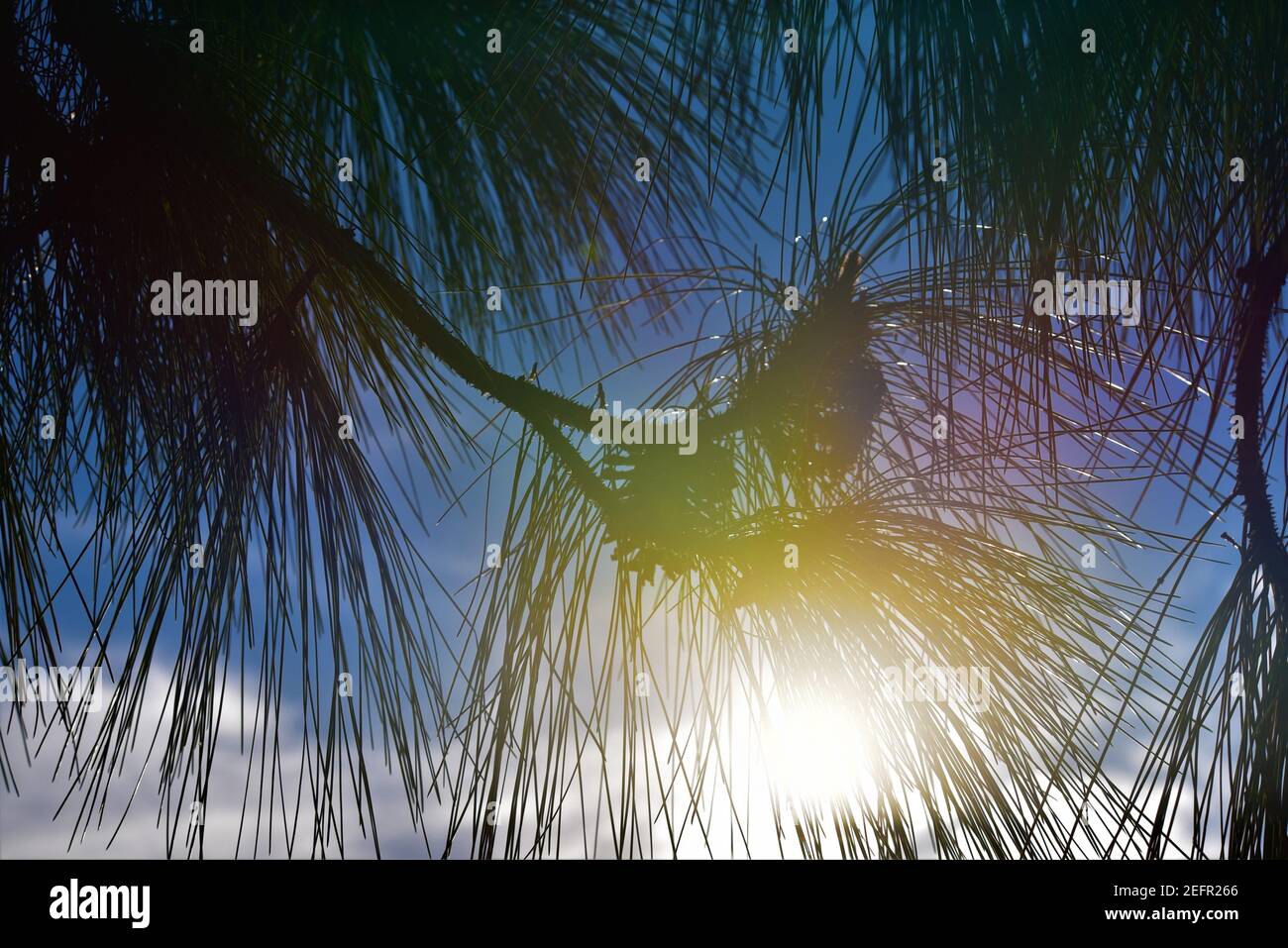 Florida pine cones hi-res stock photography and images - Alamy