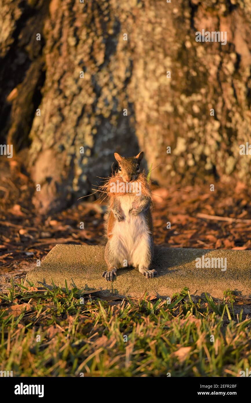 Fl squirrel hi-res stock photography and images - Alamy