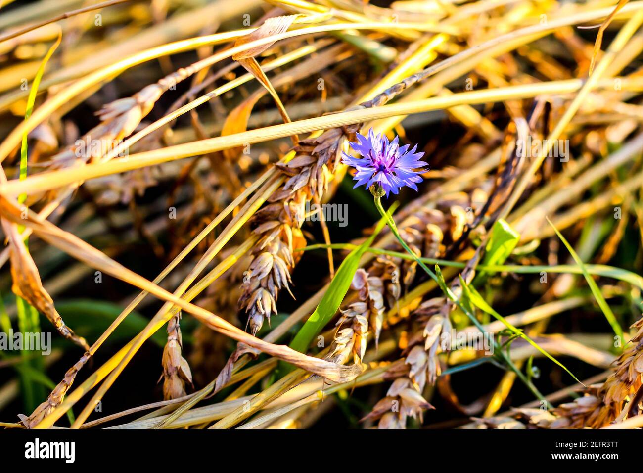 Cornflower Field High Resolution Stock Photography and Images - Alamy