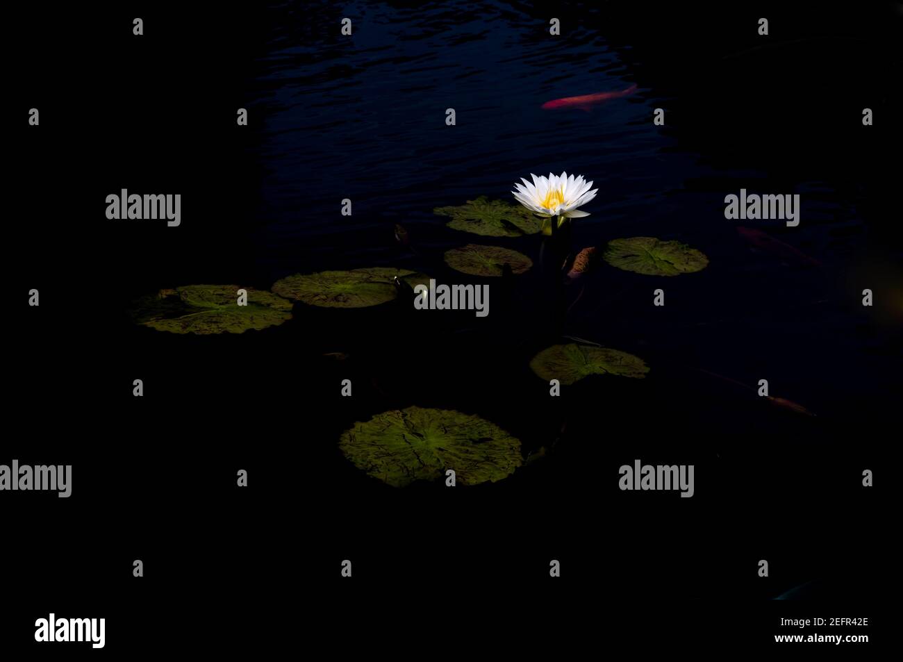 Lotus flowers floating on the water surface Stock Photo - Alamy